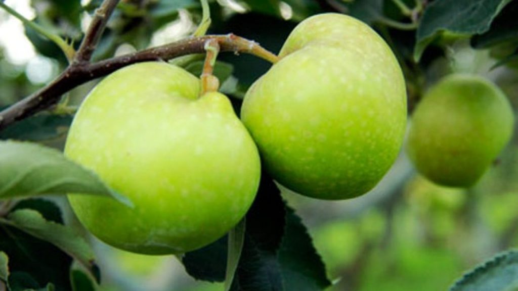 Wisata Petik Apel Malang: Tiket Masuk, hingga Sejarah - Kabar Wisata